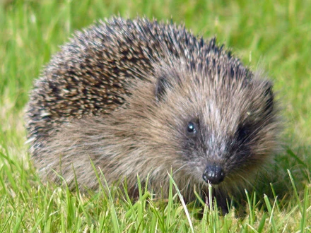 Ouriço | Wiki Mundo Animal | Fandom