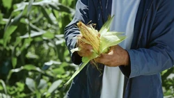 Episode 4915 | Muppet Wiki | Fandom