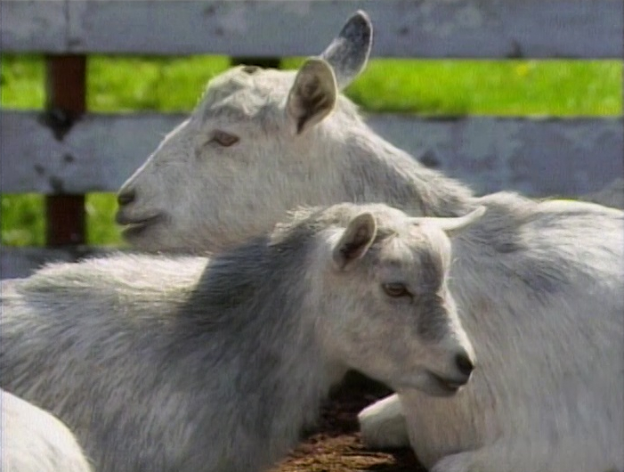 Sesame Street Creature Feature | Muppet Wiki | FANDOM powered by Wikia