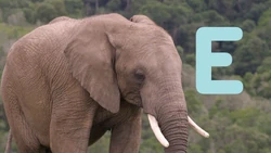 Episode 5020 | Muppet Wiki | Fandom