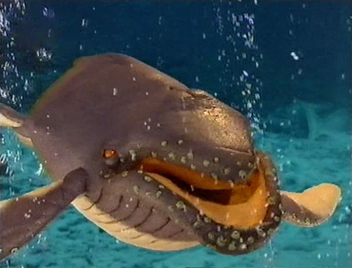 Whales | Muppet Wiki | Fandom