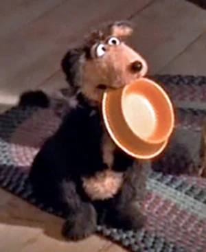 Prince the Dog | Muppet Wiki | Fandom