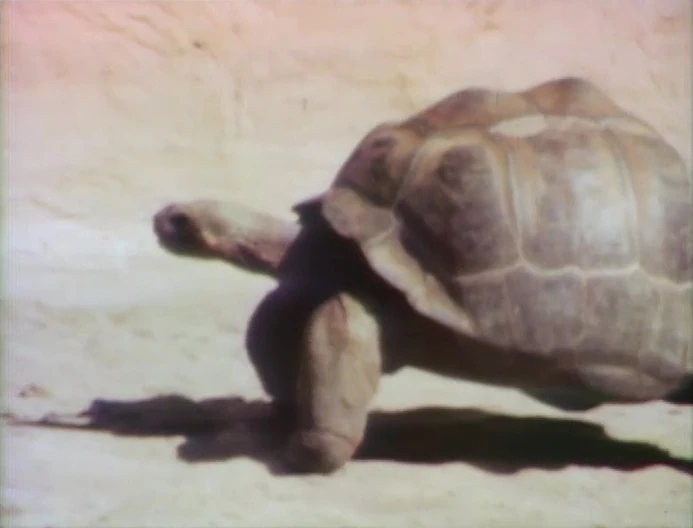 Episode 0395 | Muppet Wiki | Fandom