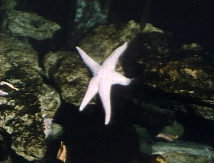 Starfish | Muppet Wiki | Fandom