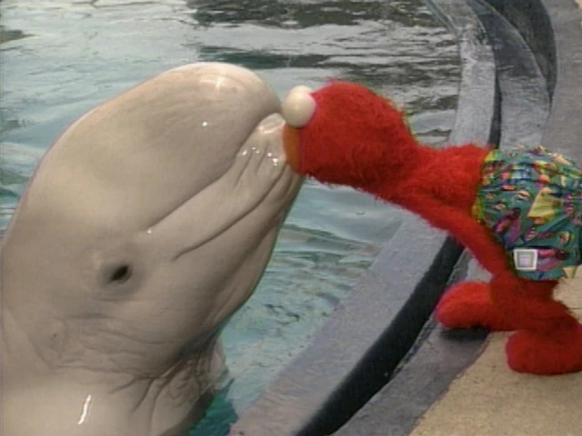 Elmo Loves You (video) | Muppet Wiki | Fandom