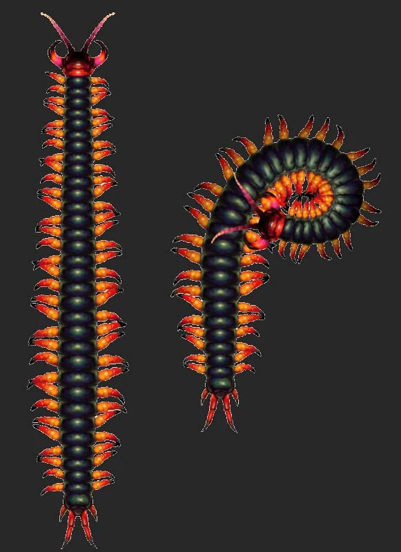 Giant Centipede | Muramasa: The Demon Blade Wiki | Fandom