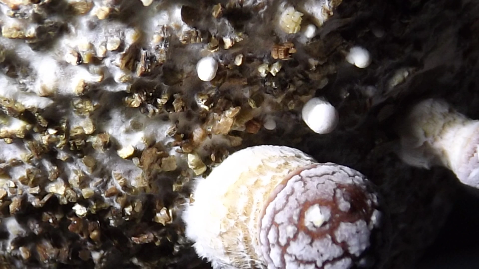 Primordium | Mycology Wiki | FANDOM powered by Wikia