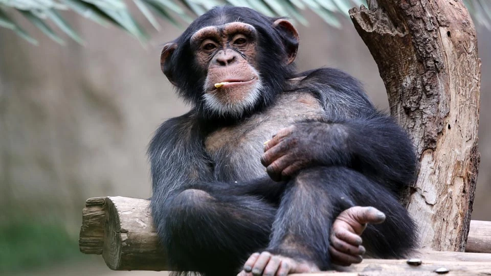 Image - Chimpanzee-webcam.jpg | Geo G. Wiki | FANDOM powered by Wikia