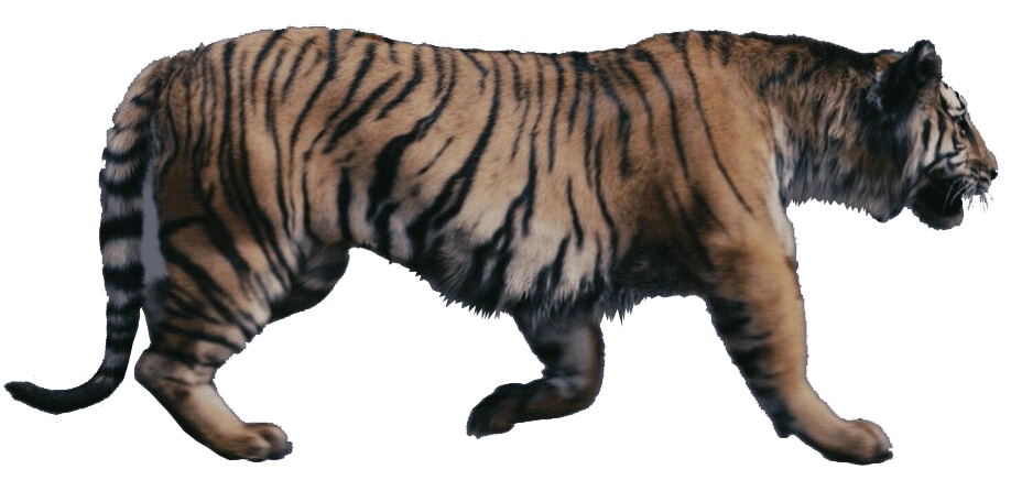 Tiger | The Chronicles of Narnia Wiki | FANDOM powered by Wikia