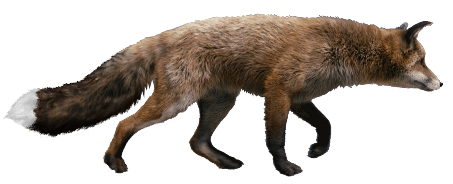 Fox | The Chronicles of Narnia Wiki | Fandom