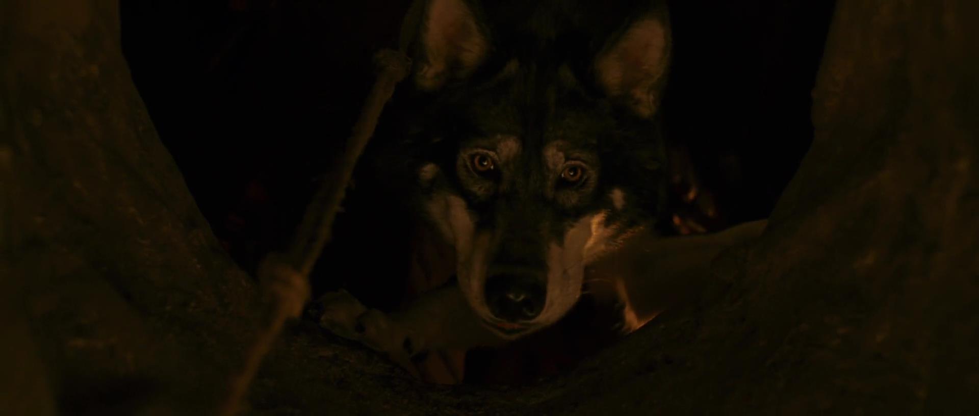 Wolf The Chronicles Of Narnia Wiki Fandom Powered By Wikia