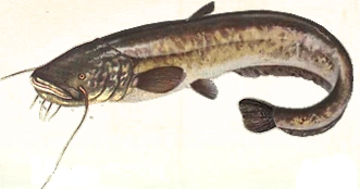 Spis ryb | Na Ryby Wiki | FANDOM powered by Wikia