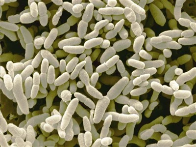 Acetobacter aceti | Natural History Wiki | Fandom