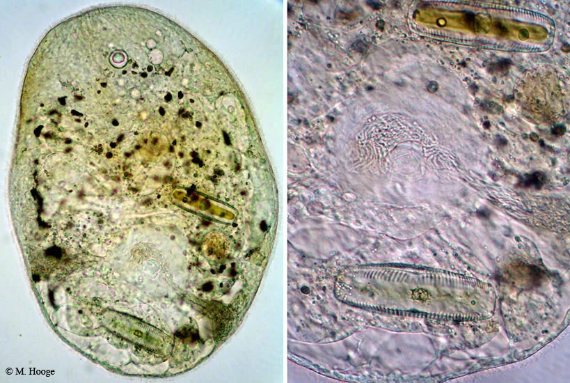 Xenacoelomorpha | Зоовики | Fandom