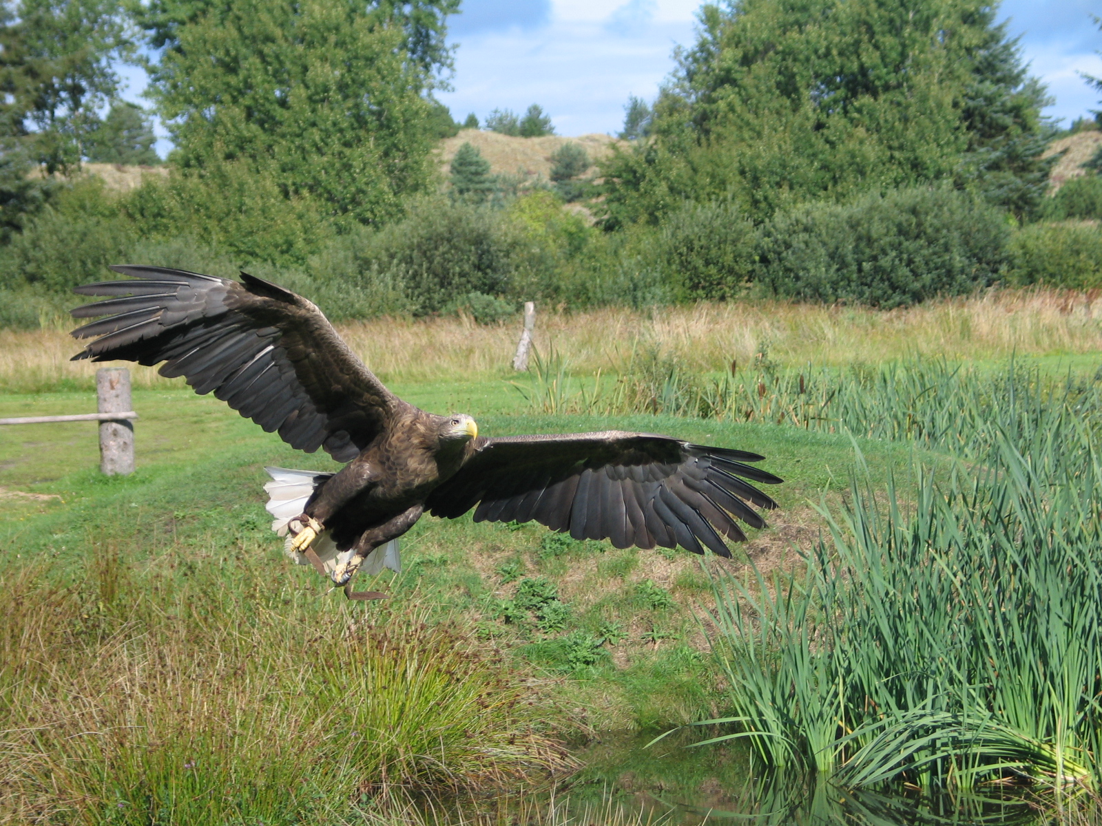 Eagle | Nature Wiki | FANDOM powered by Wikia