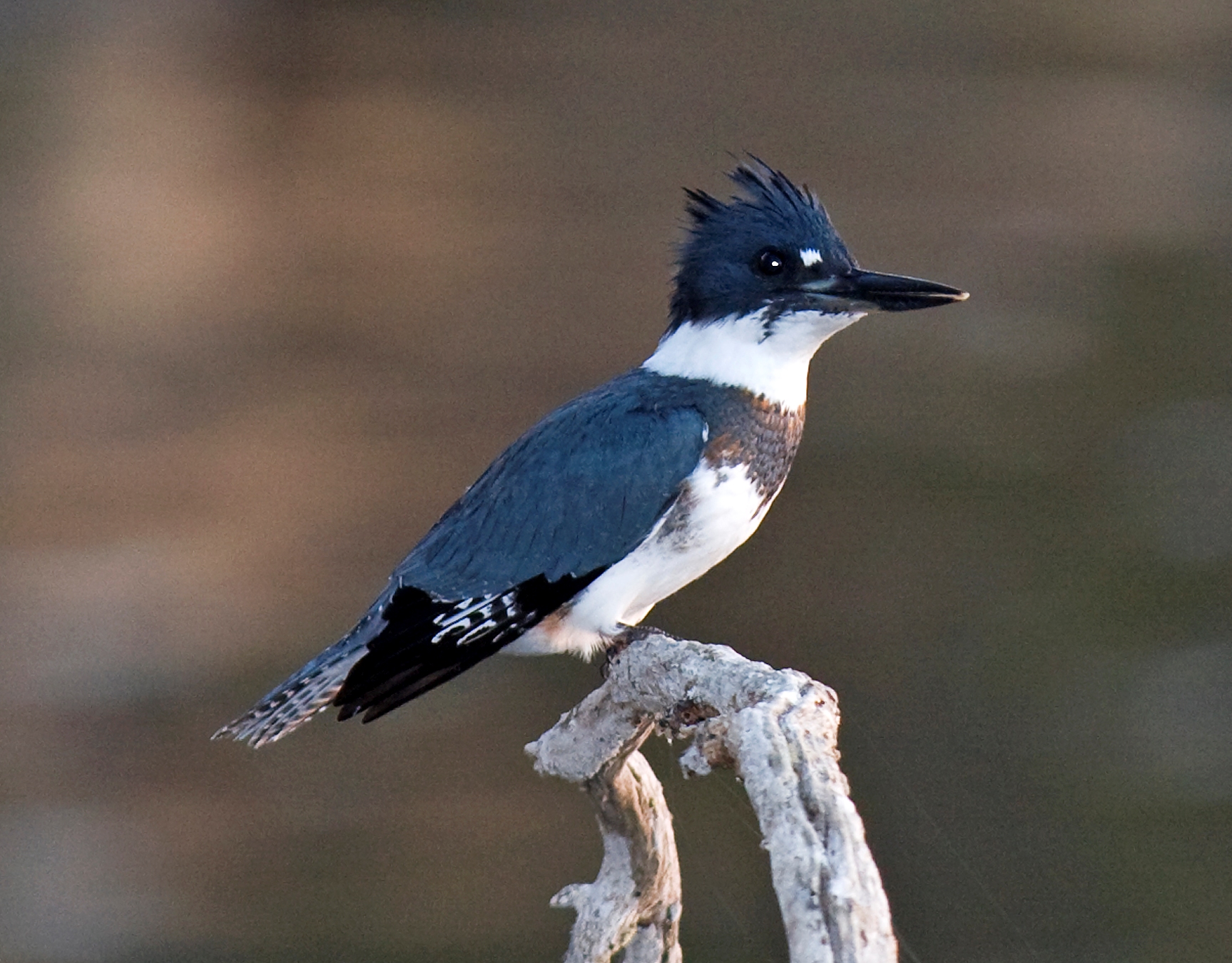 Belted Kingfisher Nature Of The World Wiki FANDOM Powered By Wikia belted-kingfisher-nature-of-the-world-wiki-fandom-powered-by-wikia