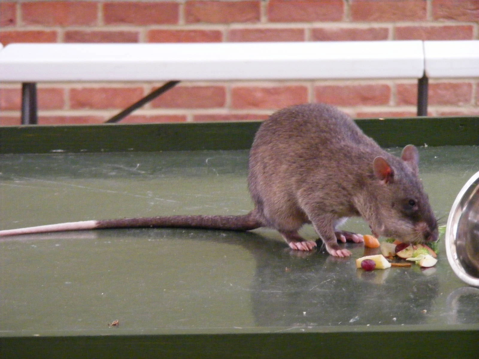 Gambian pouched rat | Nature of the World Wiki | FANDOM powered by Wikia