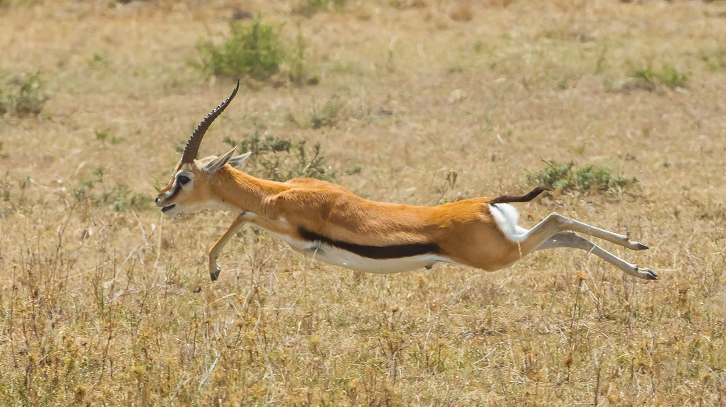 Thomson's Gazelle | NatureRules1 Wiki | Fandom