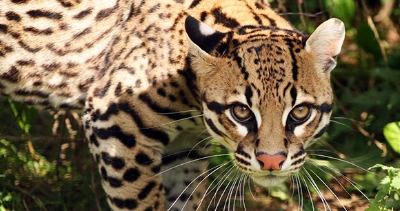 Ocelot | NatureRules1 Wiki | Fandom