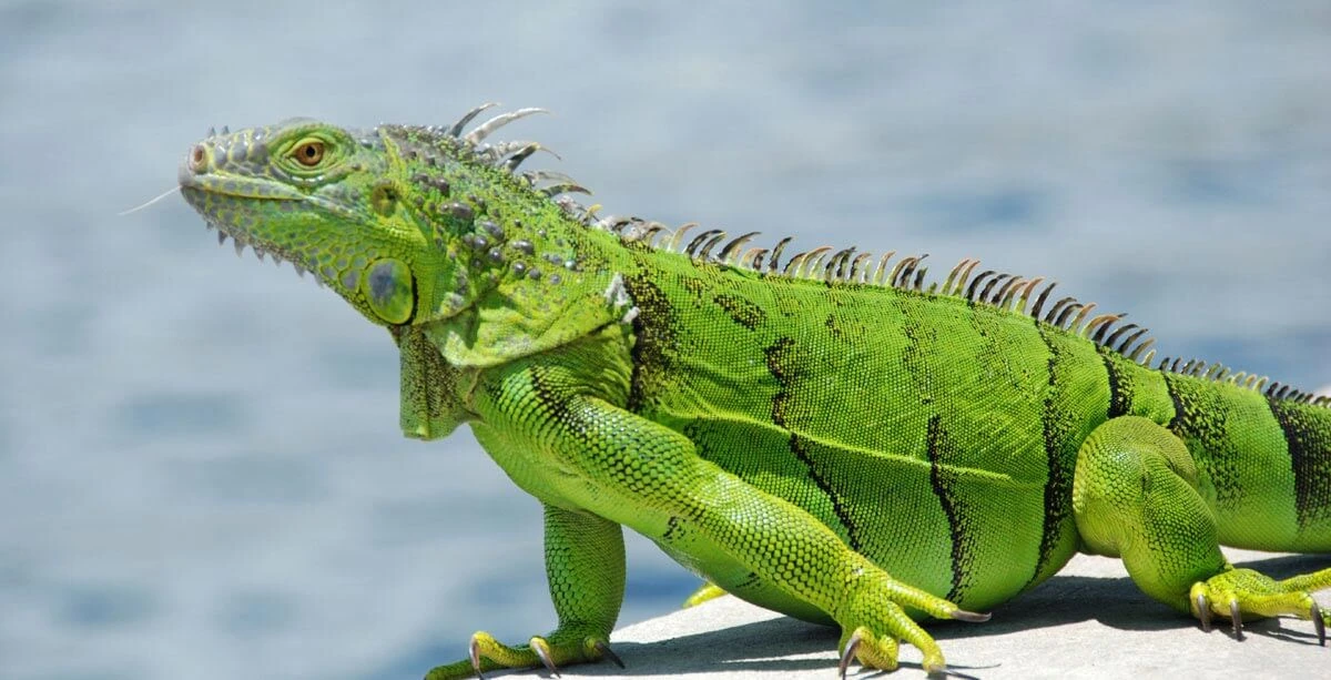 Green Iguana | NatureRules1 Wiki | Fandom