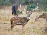 Category:Asian Animals | NatureRules1 Wiki | Fandom