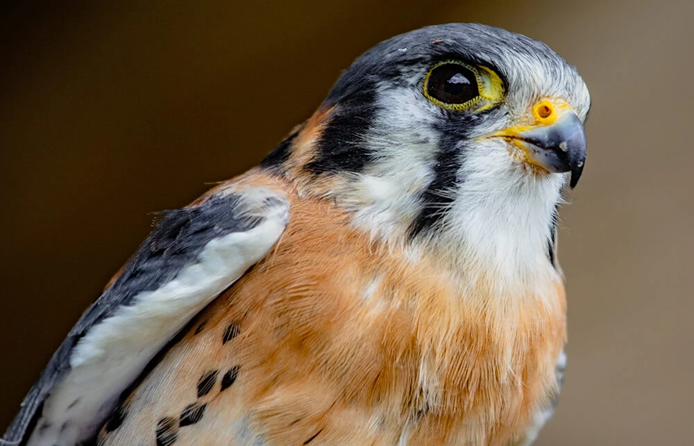 American Kestrel | NatureRules1 Wiki | Fandom