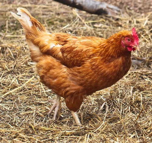 Domestic Chicken | NatureRules1 Wiki | Fandom