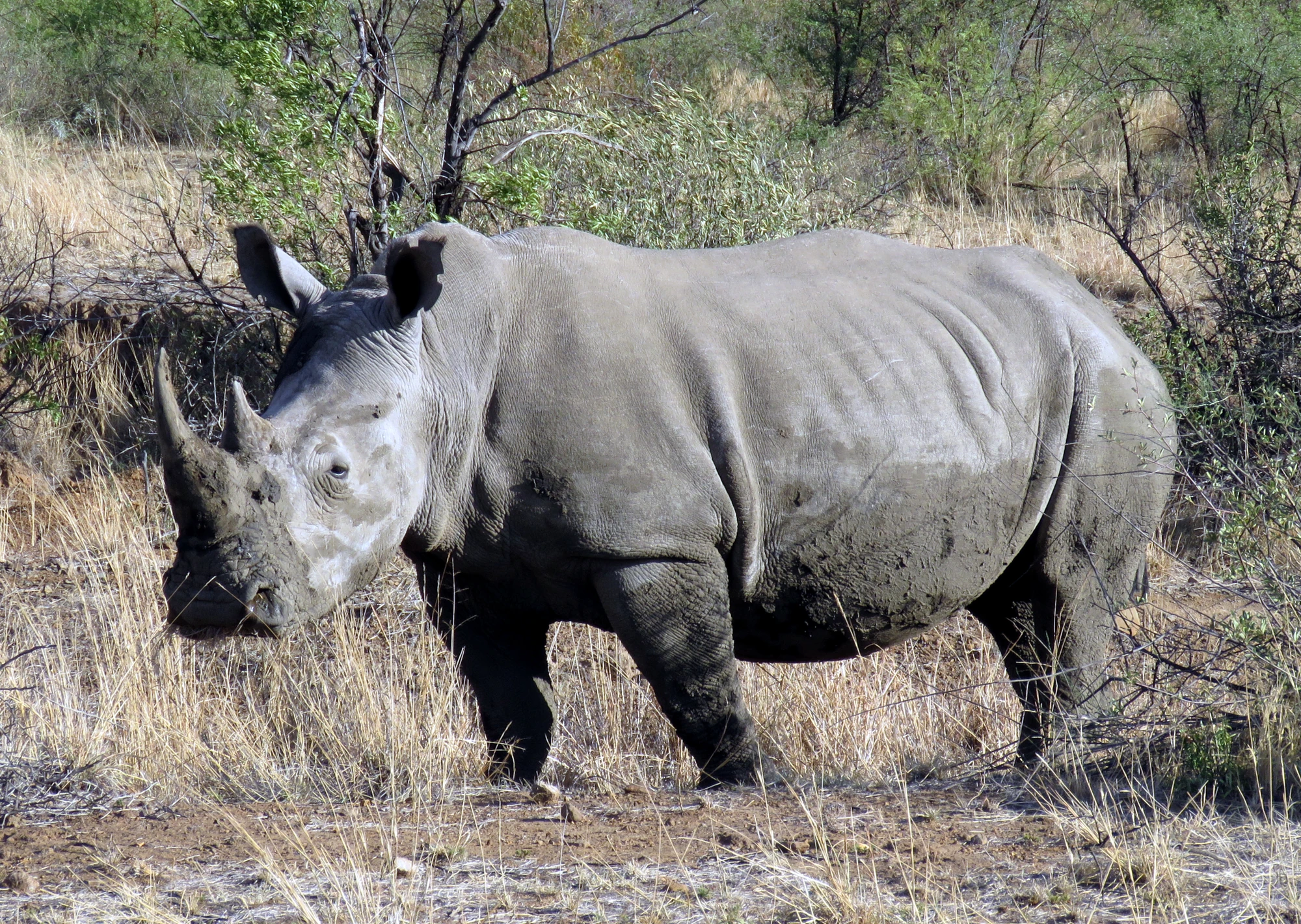 White Rhinoceros | NatureRules1 Wiki | Fandom