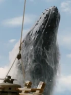 Humpback Whale | NatureRules1 Wiki | Fandom