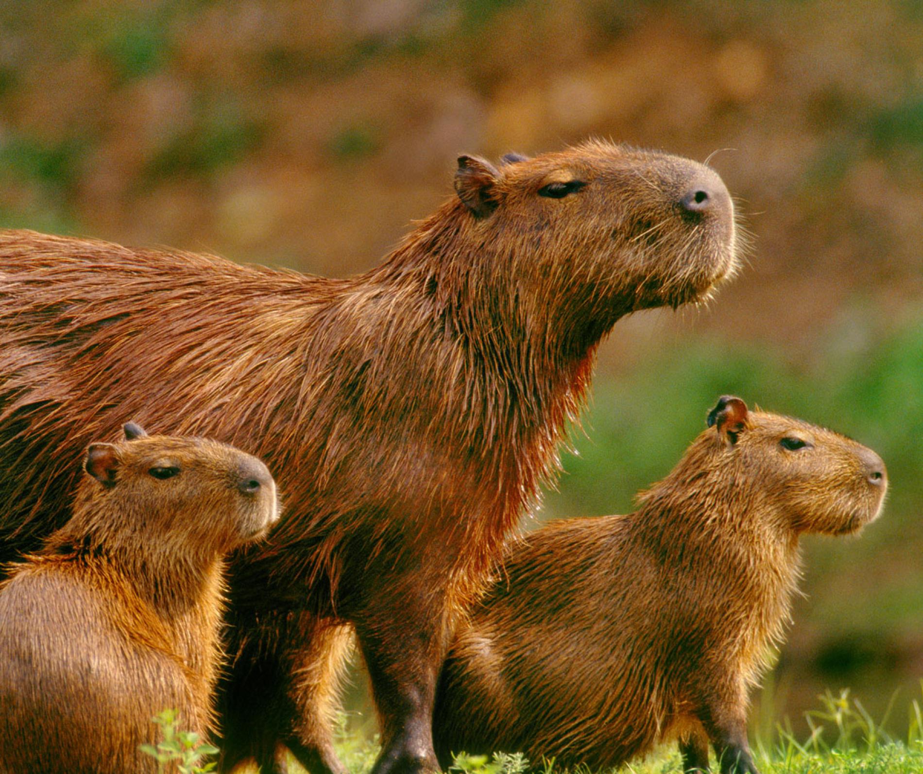 Capybara | NatureRules1 Wiki | Fandom Capybara | NatureRules1 Wiki | Fandom