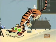 Tiger | NatureRules1 Wiki | Fandom