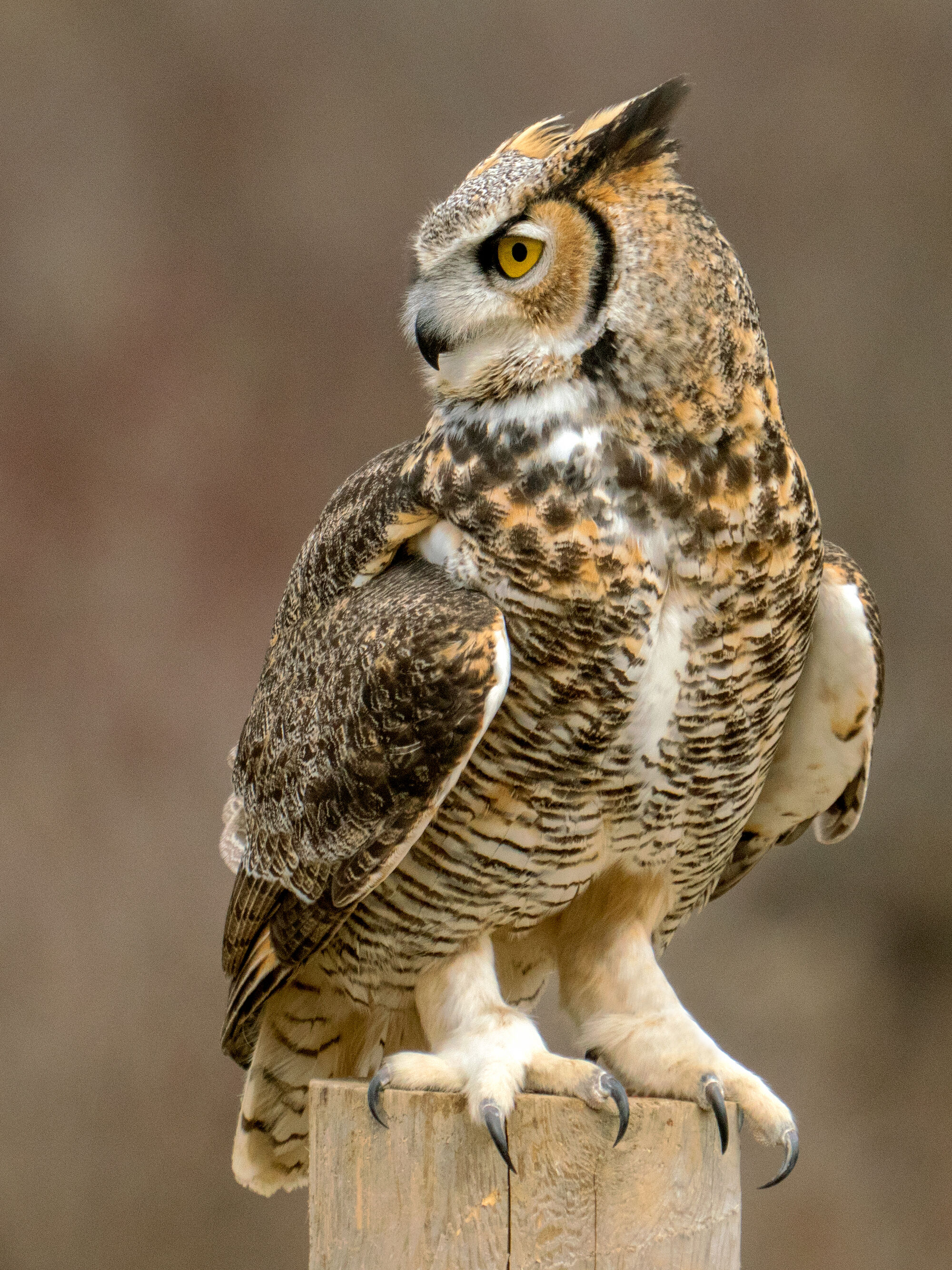 Great Horned Owl | NatureRules1 Wiki | Fandom