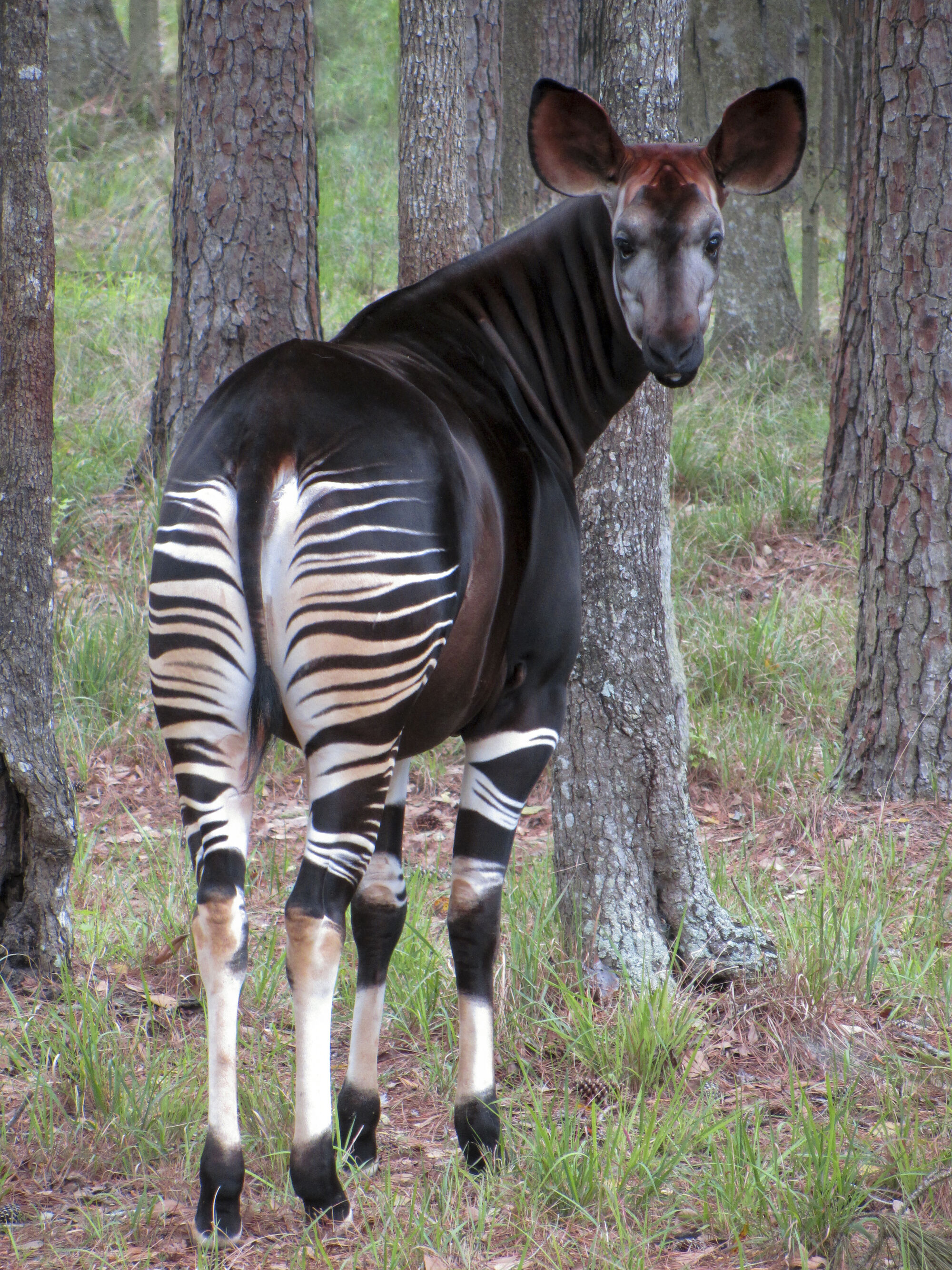 Okapi | NatureRules1 Wiki | Fandom Okapi | NatureRules1 Wiki | Fandom