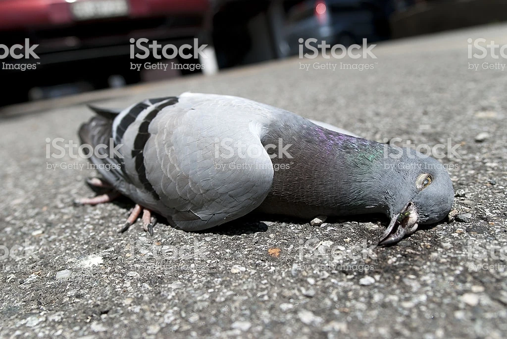 Gary (pigeon) | Neighbours Soap Opera Wiki | Fandom