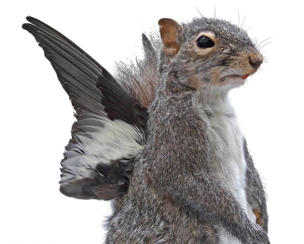 Squird | Nerdiverse Wiki | Fandom