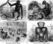 Koolakamba | New Cryptozoology Wiki | Fandom