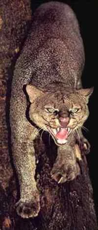 Onza | New Cryptozoology Wiki | FANDOM powered by Wikia