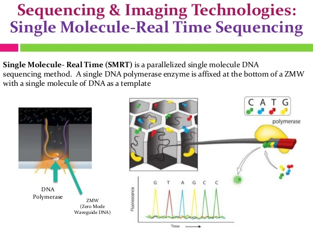 Single Molecule Real Time Sequencing (SMRT) | Next Generation Sequencing Wiki | Fandom