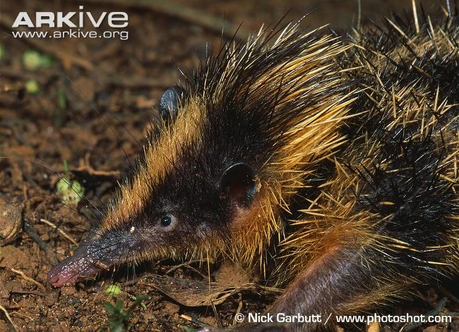 Lowland Streaked Tenrec | Nickelodeon Animals Wiki | Fandom