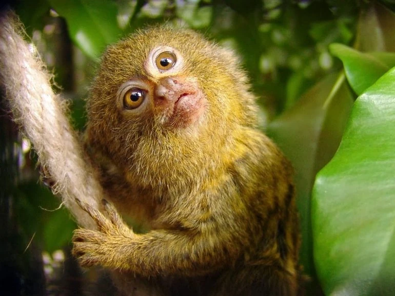 Pygmy Marmoset | Nickelodeon Animals Wiki | Fandom