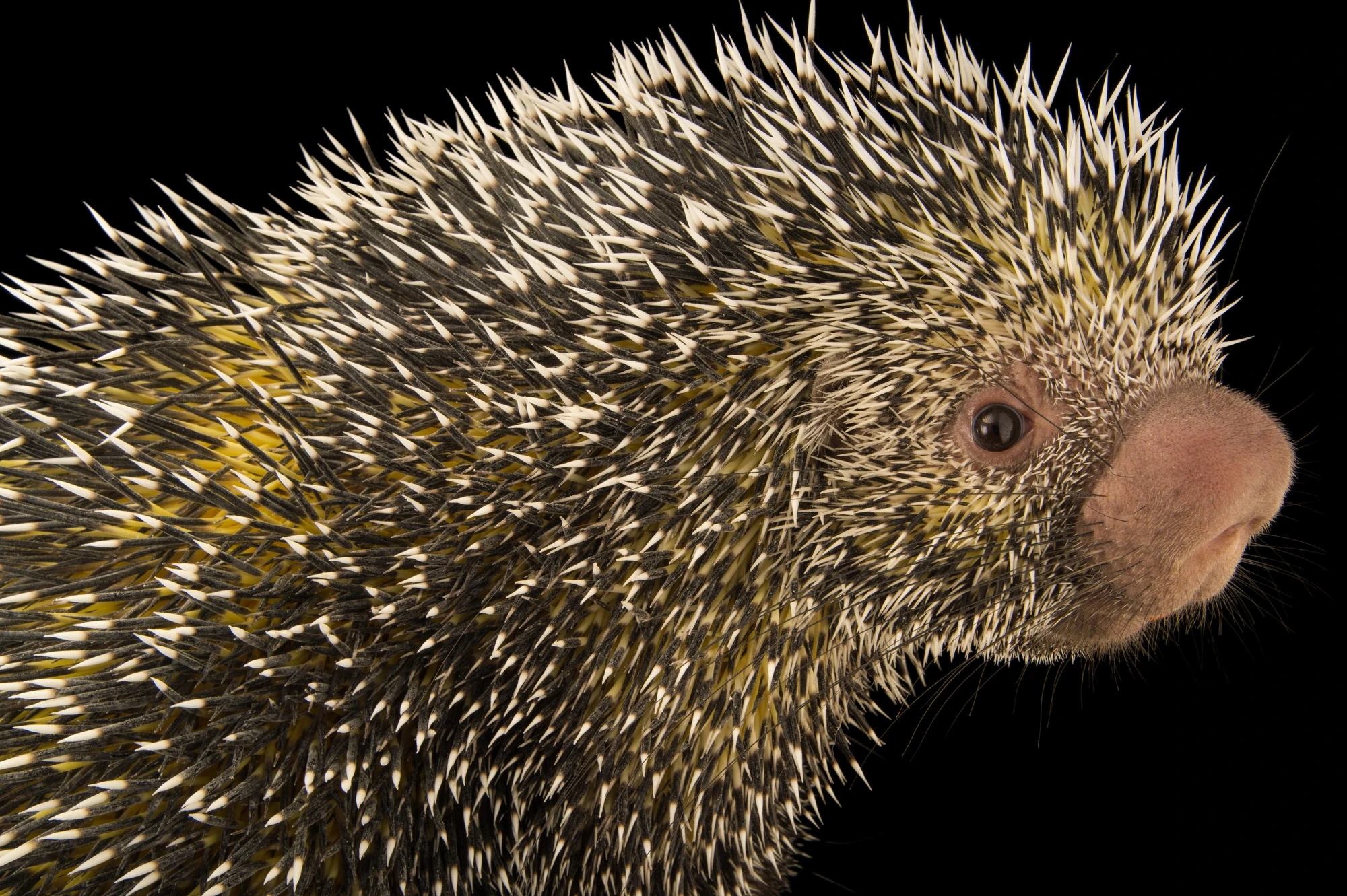 Brazilian Porcupine | Nickelodeon Animals Wiki | Fandom