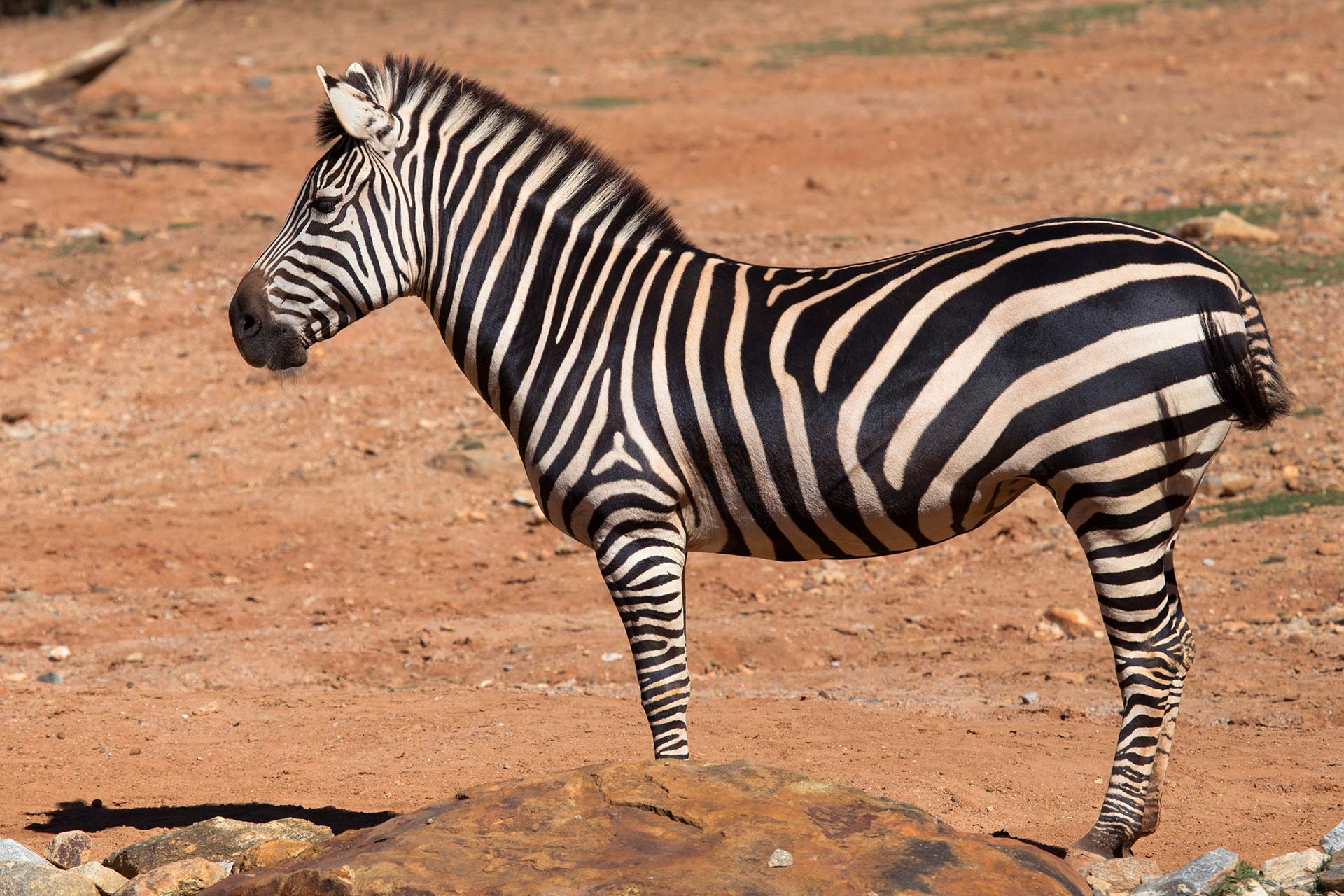 Category:Equines | Nickelodeon Animals Wiki | Fandom