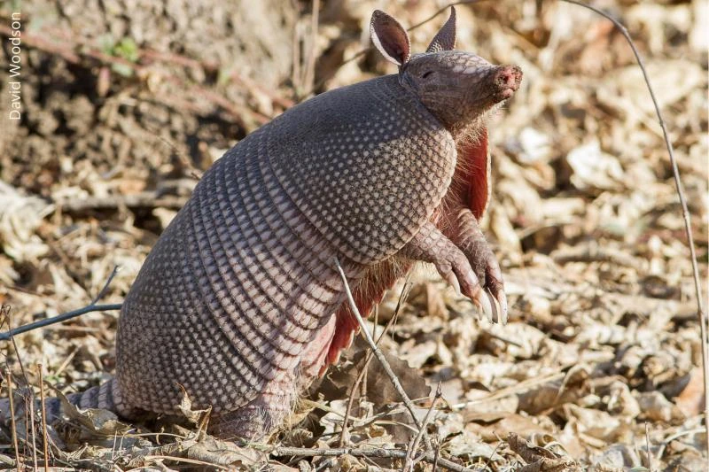 Nine-banded Armadillo | Nickelodeon Animals Wiki | Fandom
