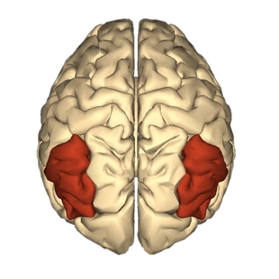 Angular gyrus | Night Speakers Wiki | Fandom