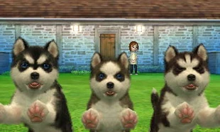 Siberian Husky | Nintendogs Wiki | FANDOM powered by Wikia