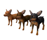 Miniature Pinscher | Nintendogs Wiki | Fandom
