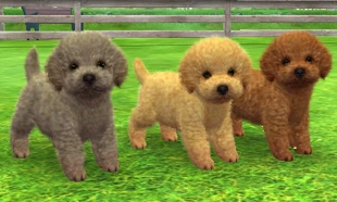 Toy Poodle | Nintendogs Wiki | Fandom