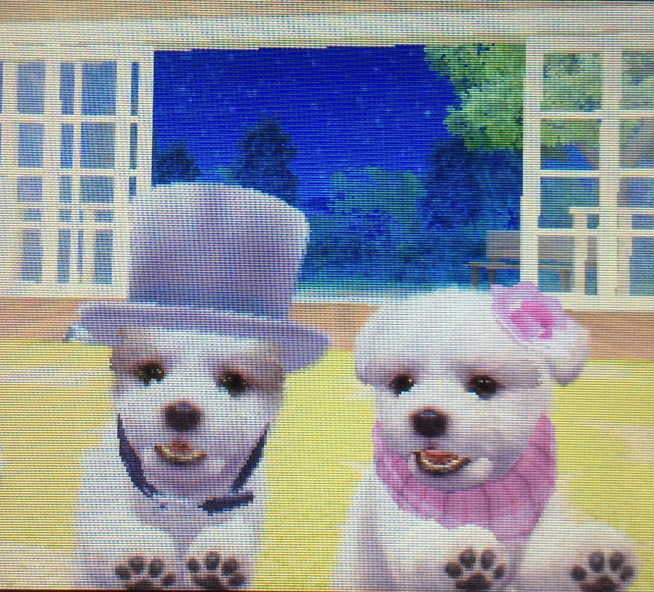 Maltese | Nintendogs Wiki | Fandom