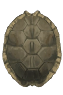 Sharpened Turtle Shell Shield | Nodiatis Wiki | FANDOM powered by Wikia