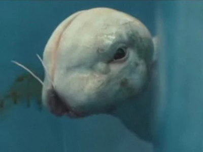 Dren | Non-alien Creatures Wiki | Fandom